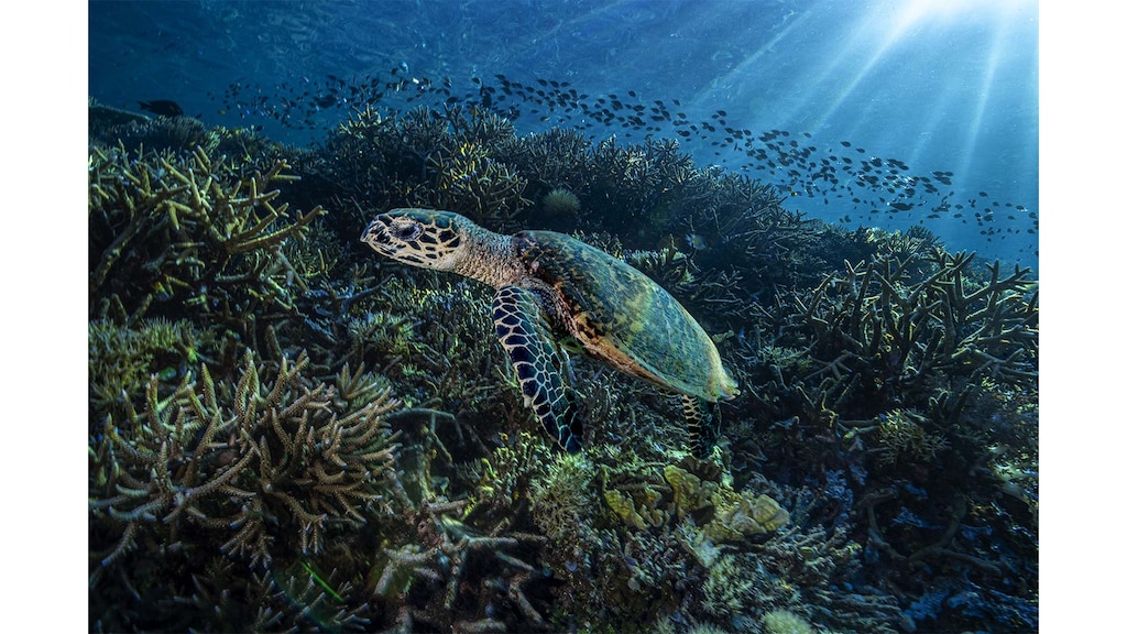 Prada Re-Nylon in collaboration with National Geographic Creative Works