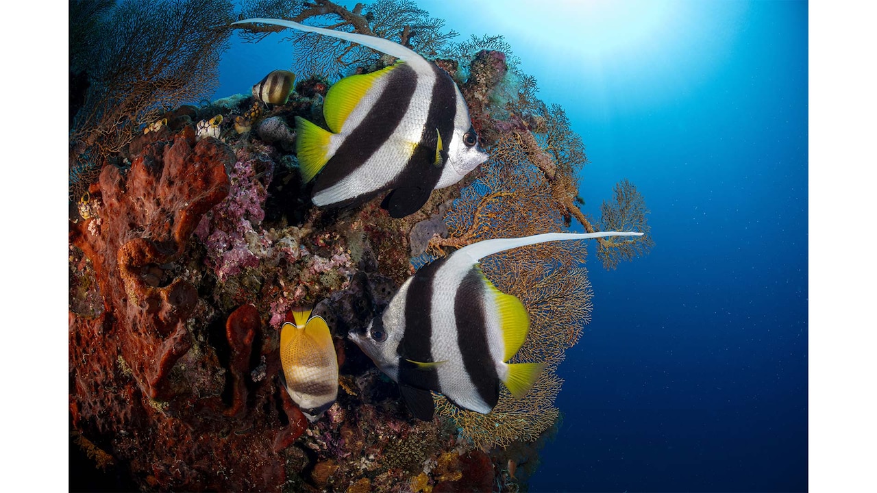 Prada Re-Nylon in collaboration with National Geographic Creative Works