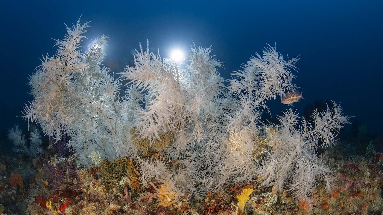 The Sea Beyond Documentary "Il Bianco Nel Blu"